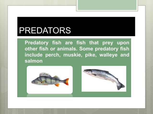 Feeding Habit In Fish feeding-habit-in-fish