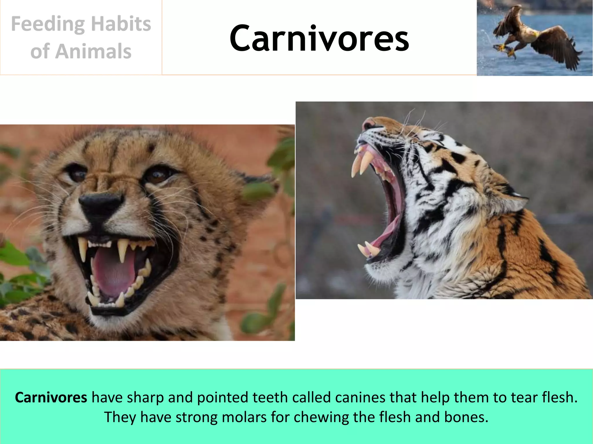 Feeding Habits of Animals | PPTX