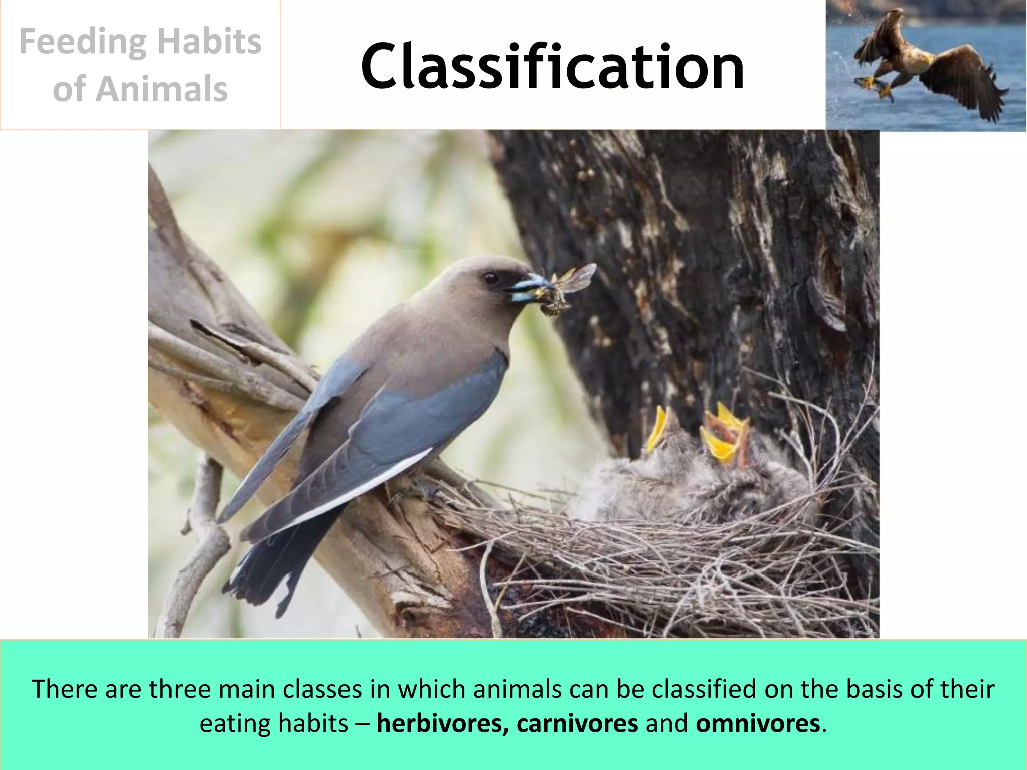 Feeding Habits of Animals | PPTX