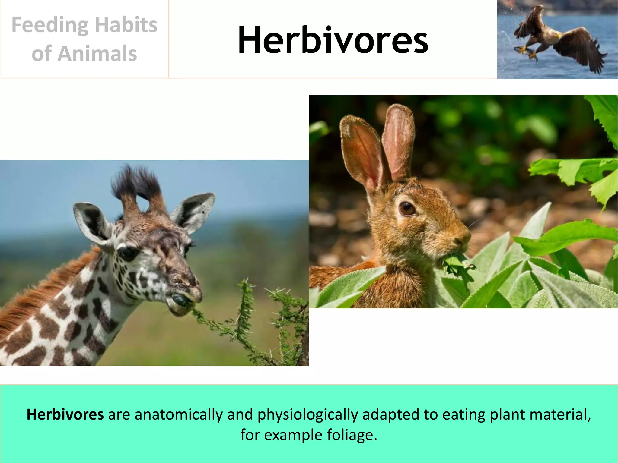 Feeding Habits of Animals | PPTX
