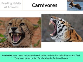 Feeding Habits of Animals | PPTX
