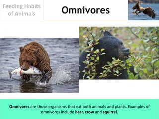 Feeding Habits of Animals | PPTX