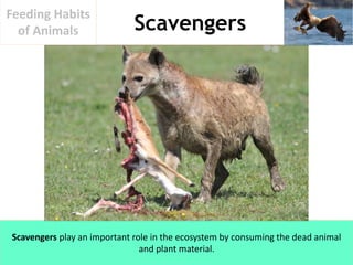 Feeding Habits of Animals | PPTX