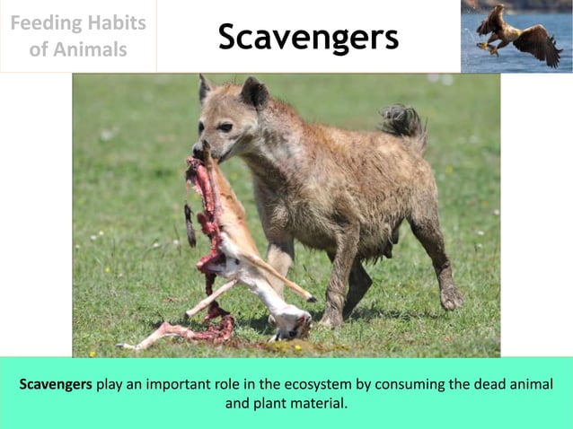 Feeding Habits of Animals | PPTX | Vegetarian Diets | Food & Drink