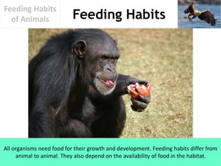 Feeding Habits of Animals | PPTX