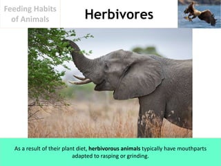 Feeding Habits of Animals | PPTX
