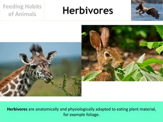 Feeding Habits of Animals | PPTX