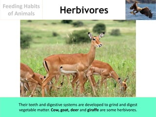 Feeding Habits of Animals | PPTX