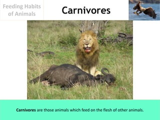 Feeding Habits of Animals | PPTX