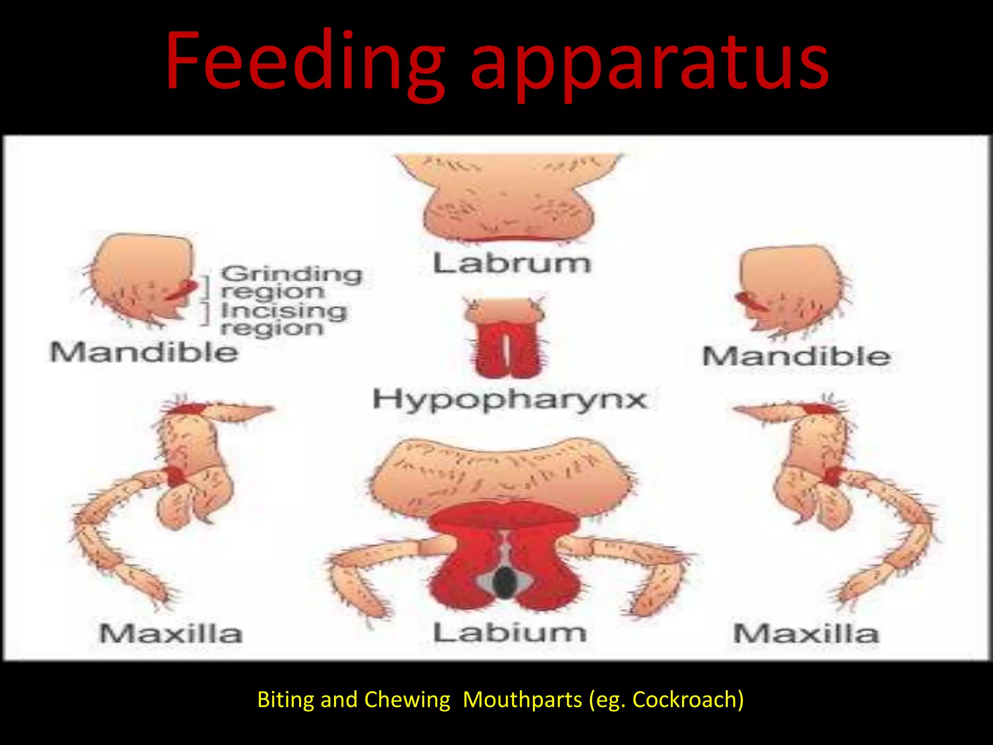 Feeding, digestion and feeding apparatus | PPTX