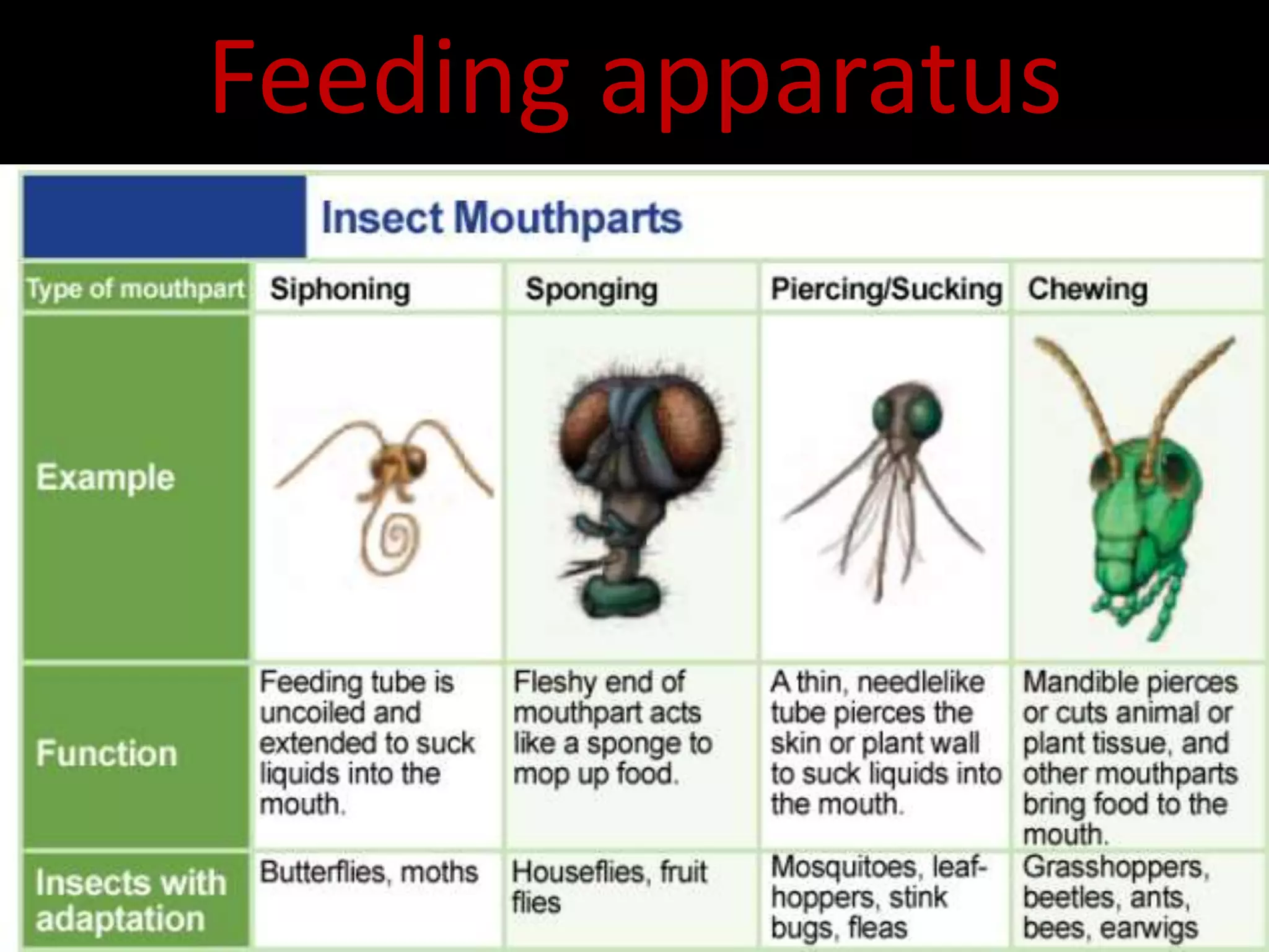 Feeding, digestion and feeding apparatus | PPTX