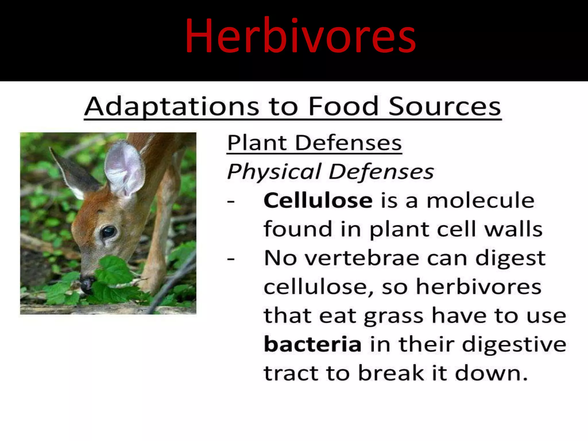 Feeding, digestion and feeding apparatus | PPTX