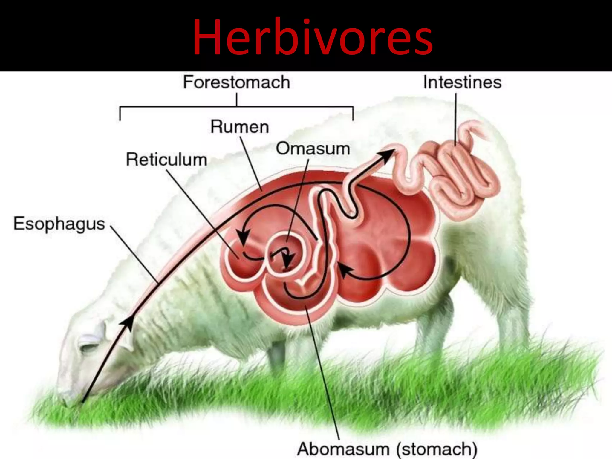 Feeding, digestion and feeding apparatus | PPTX