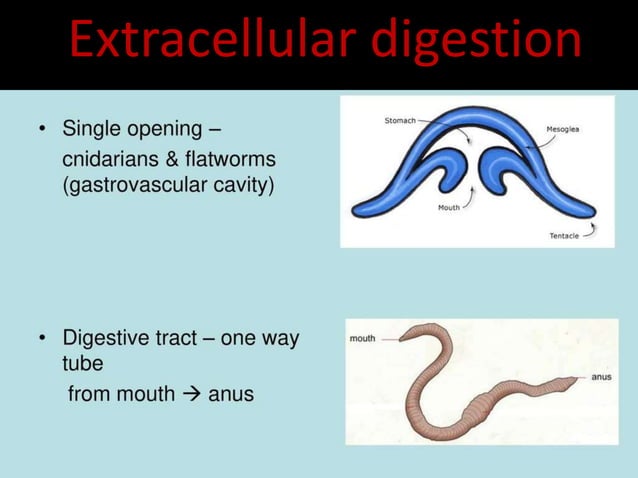 Feeding, digestion and feeding apparatus | PPTX | Chemistry | Science