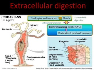 Feeding, digestion and feeding apparatus | PPTX | Chemistry | Science