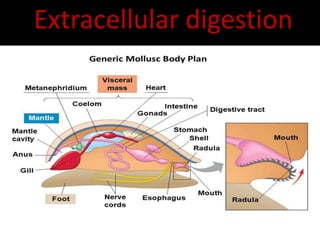 Feeding, digestion and feeding apparatus | PPTX | Chemistry | Science
