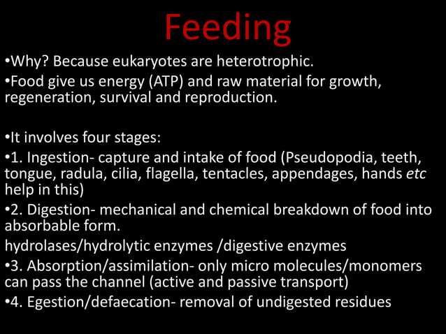 Feeding, digestion and feeding apparatus | PPTX | Chemistry | Science