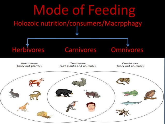 Feeding, digestion and feeding apparatus | PPTX | Chemistry | Science