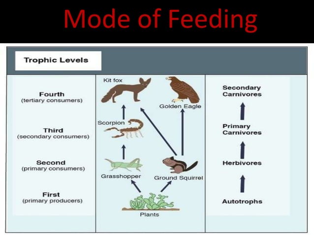 Feeding, digestion and feeding apparatus | PPTX | Chemistry | Science