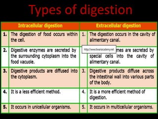 Feeding, digestion and feeding apparatus | PPTX