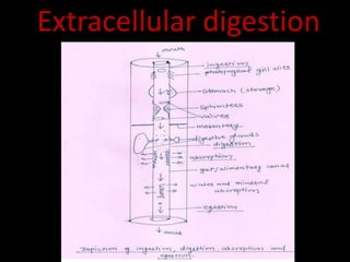 Feeding, digestion and feeding apparatus | PPTX