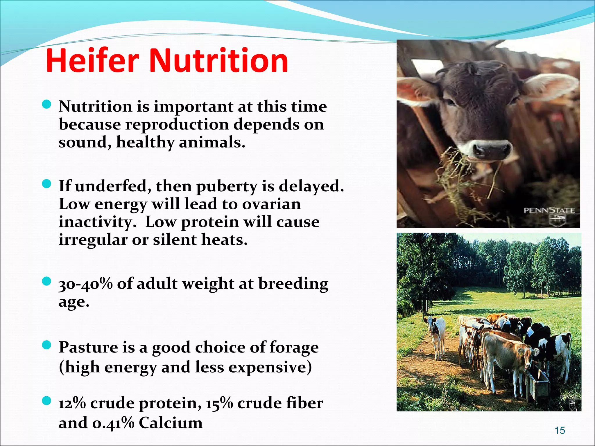 Feeding management of livestock during scarcity | PPT