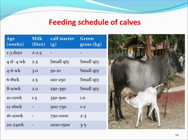 Feeding management of livestock during scarcity | PPT