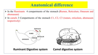 Feeding of camel & breeds of camel & its characterstics | PDF