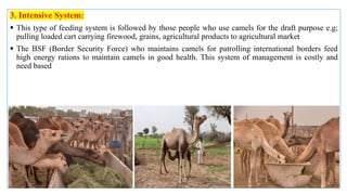Feeding of camel & breeds of camel & its characterstics | PDF