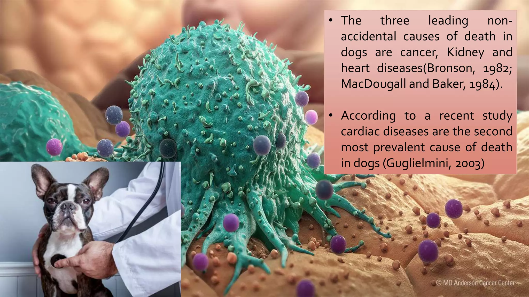 Feeding of geriatric dogs ppt2.pptx