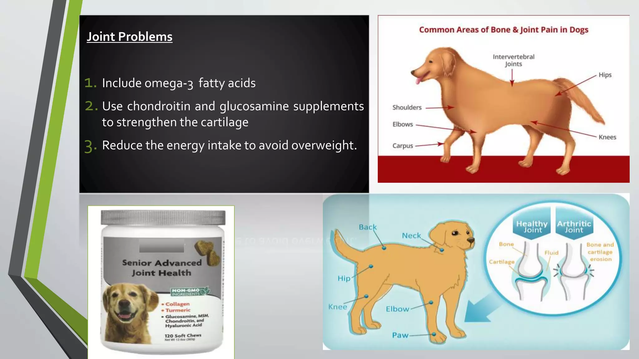 Feeding of geriatric dogs ppt2.pptx