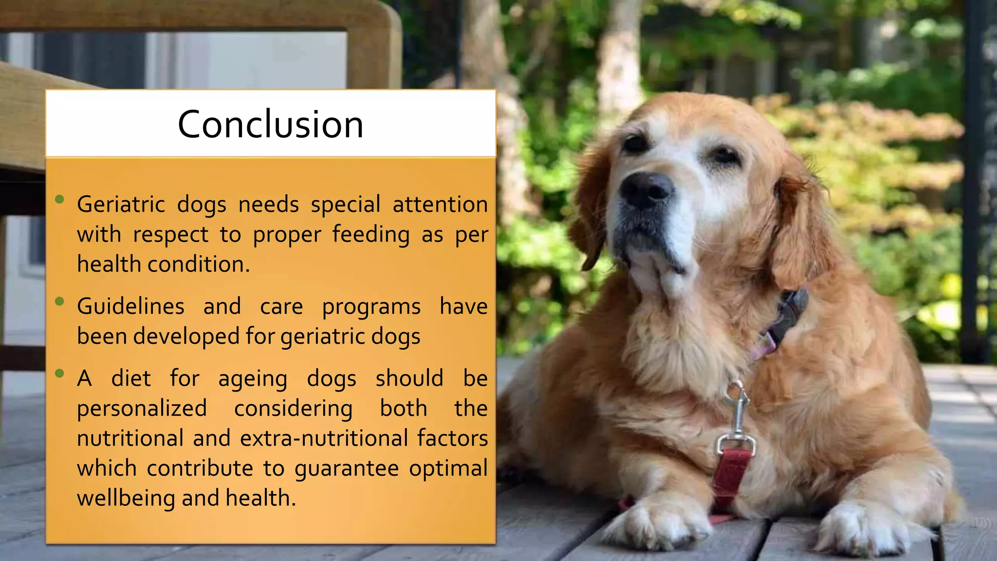 Feeding of geriatric dogs ppt2.pptx | Dogs | Pets