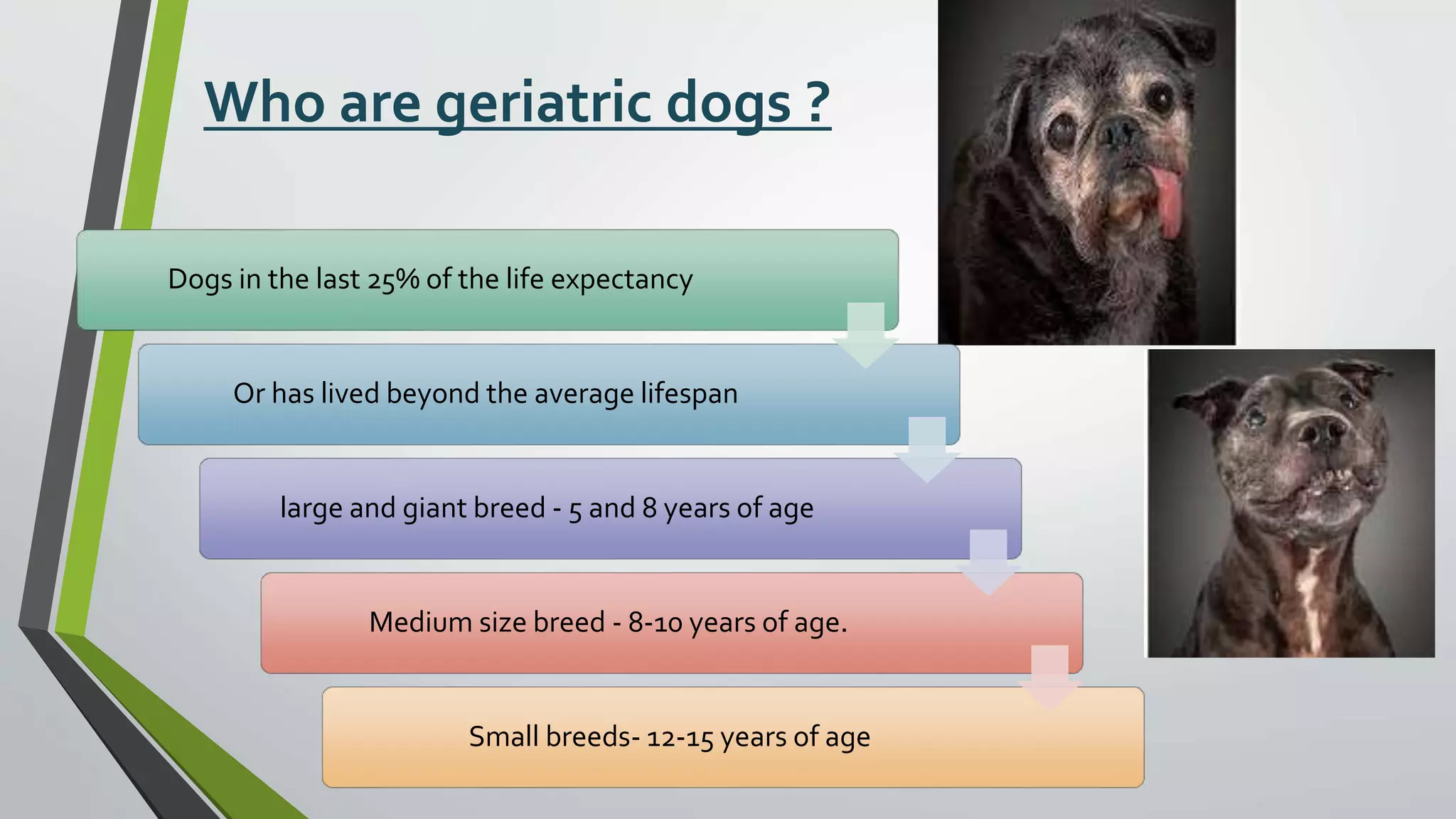 Feeding of geriatric dogs ppt2.pptx