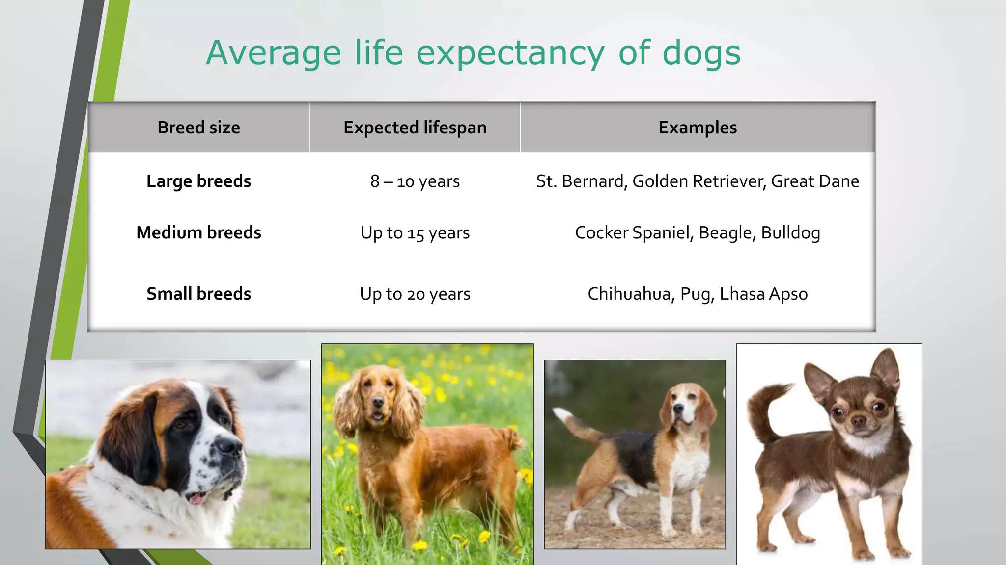 Feeding of geriatric dogs ppt2.pptx