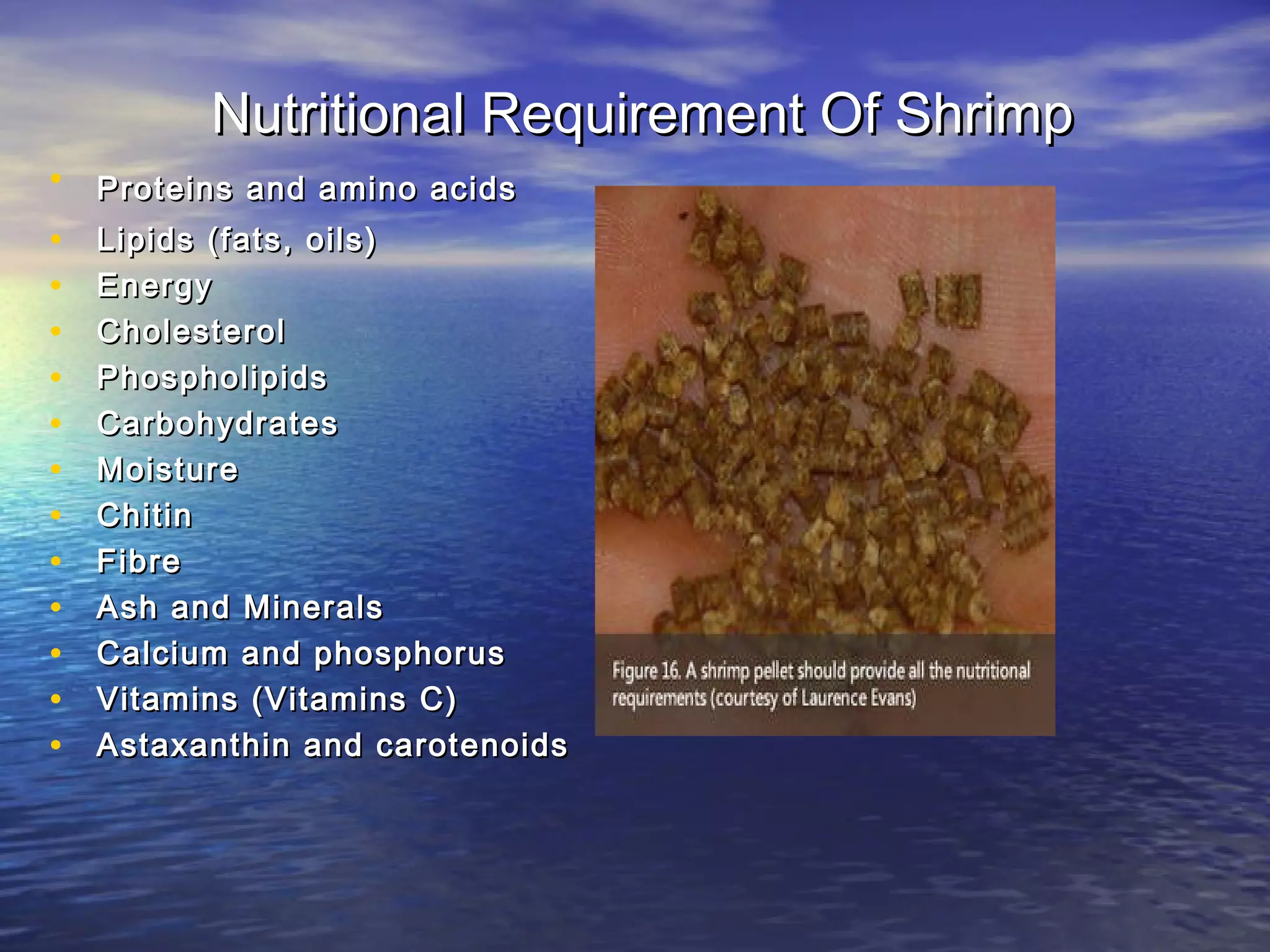 Feeding of shrimps | PPT