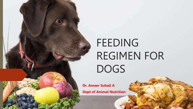 FEEDING REGIMEN FOR DOGS.pptx