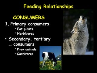 Feeding Relations for ecological interactions.pptx