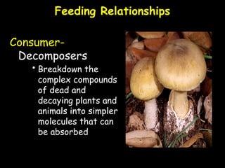 Feeding Relations for ecological interactions.pptx
