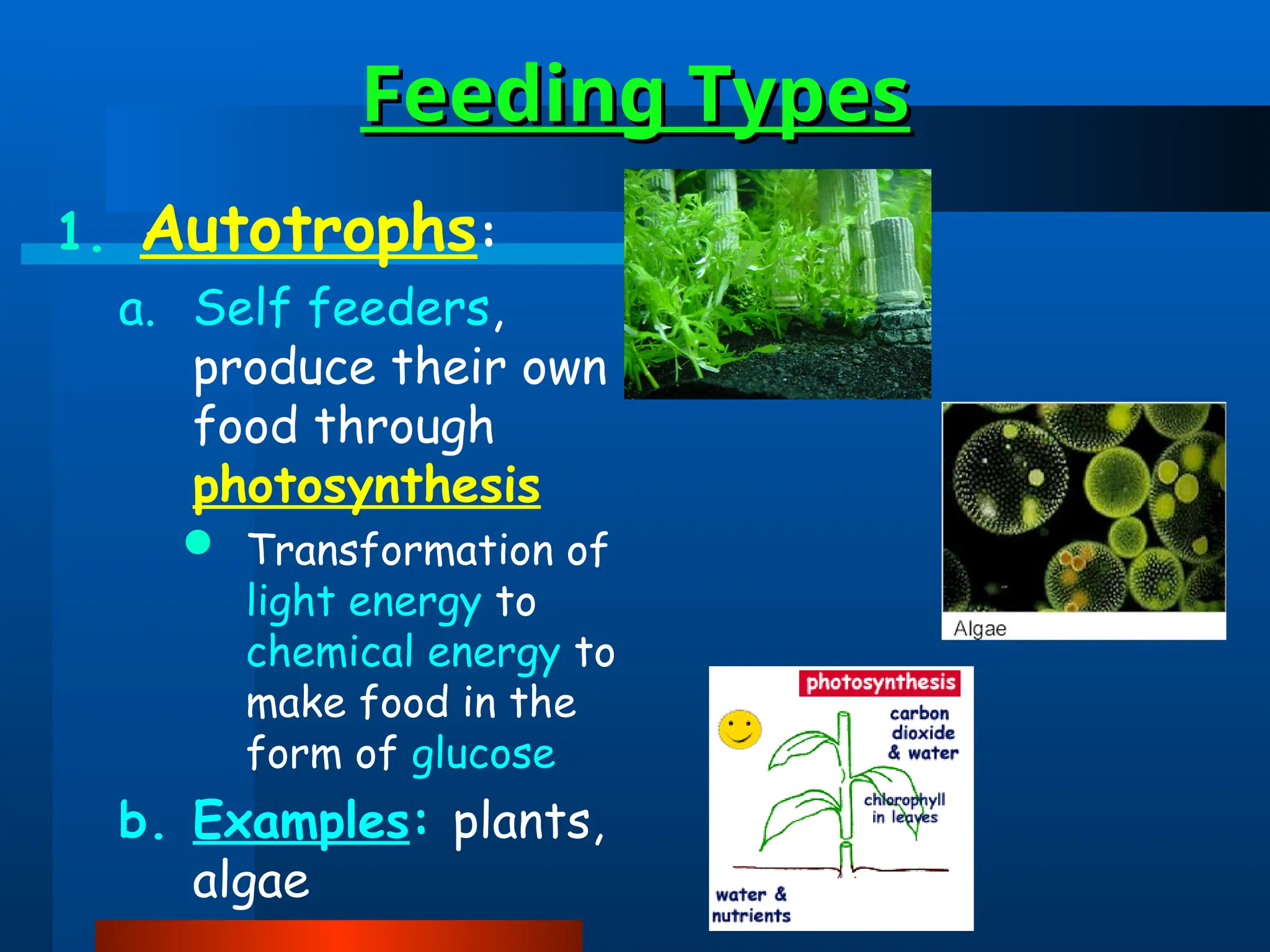 feedingrelationshipsfoodchainsfoodwe2.ppt
