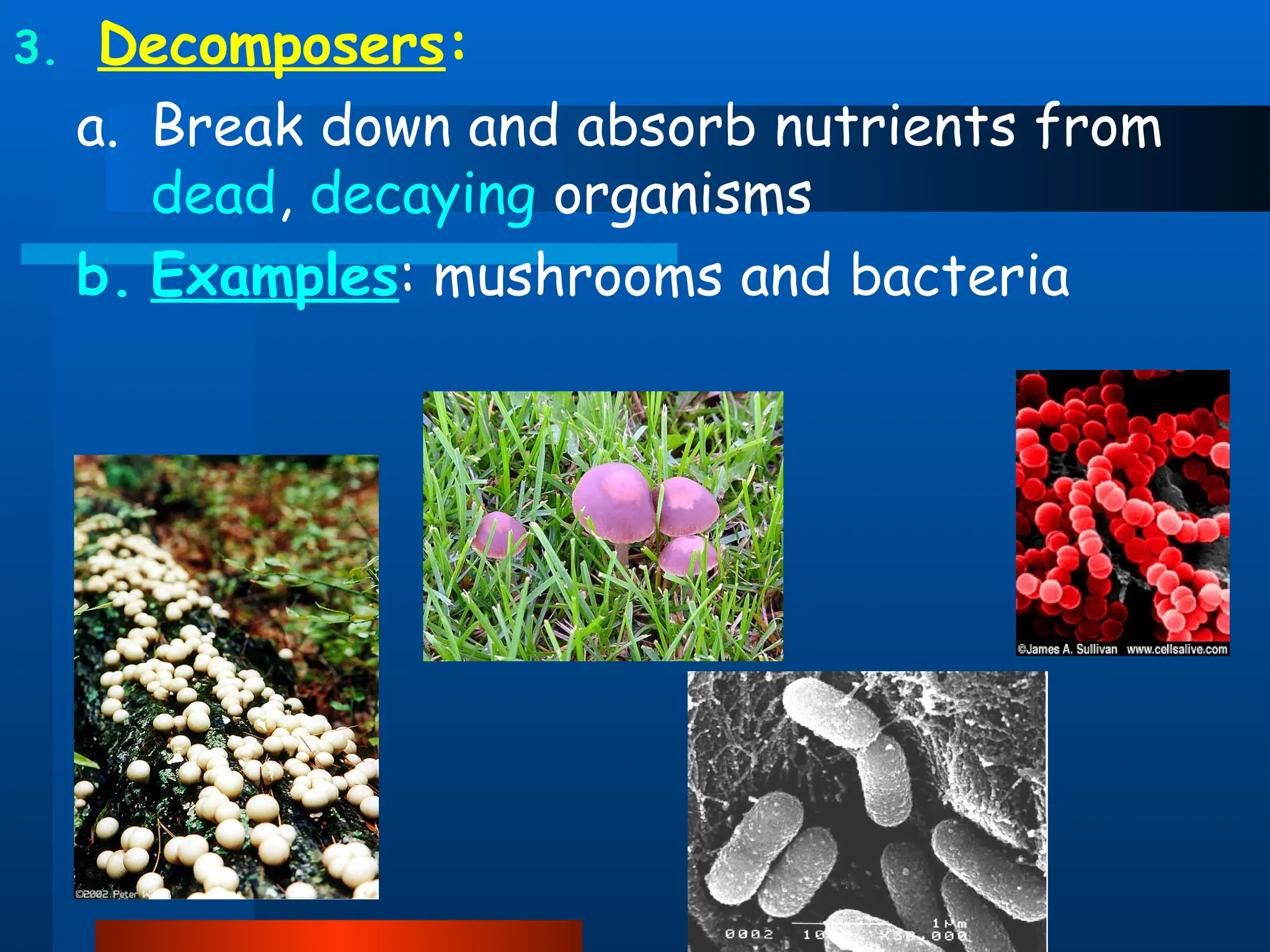 feedingrelationshipsfoodchainsfoodwe2.ppt