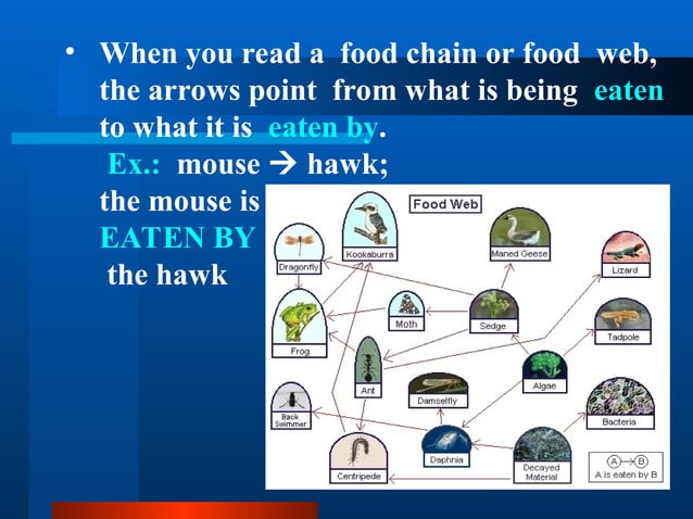 feedingrelationshipsfoodchainsfoodwe2.ppt