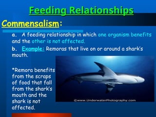 feedingrelationshipsfoodchainsfoodwe2.ppt