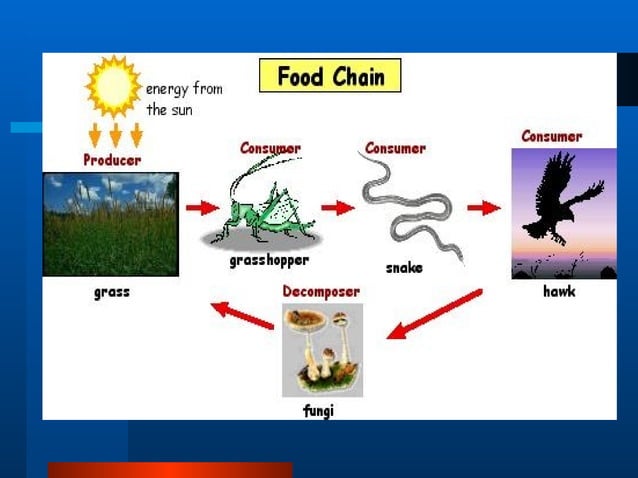 feedingrelationshipsfoodchainsfoodwe2.ppt