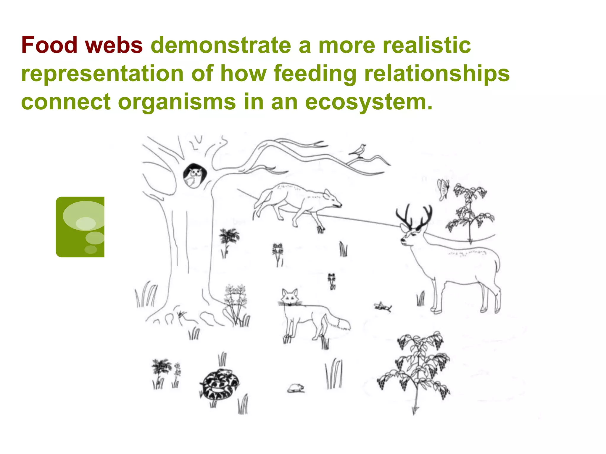 Feeding relationships | PPTX