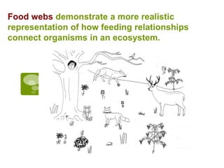 Feeding relationships | PPTX