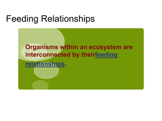 Feeding relationships | PPTX