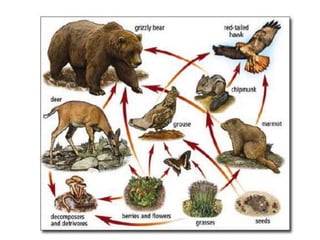 Feeding relationships | PPTX