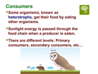 Feeding relationships | PPTX