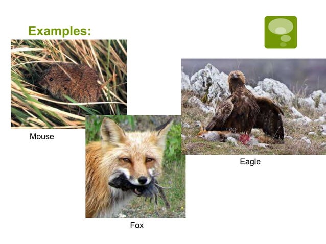 Feeding relationships | PPTX