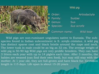 feeding schedule herbivores.ppt Animal Fishery Science | PPT